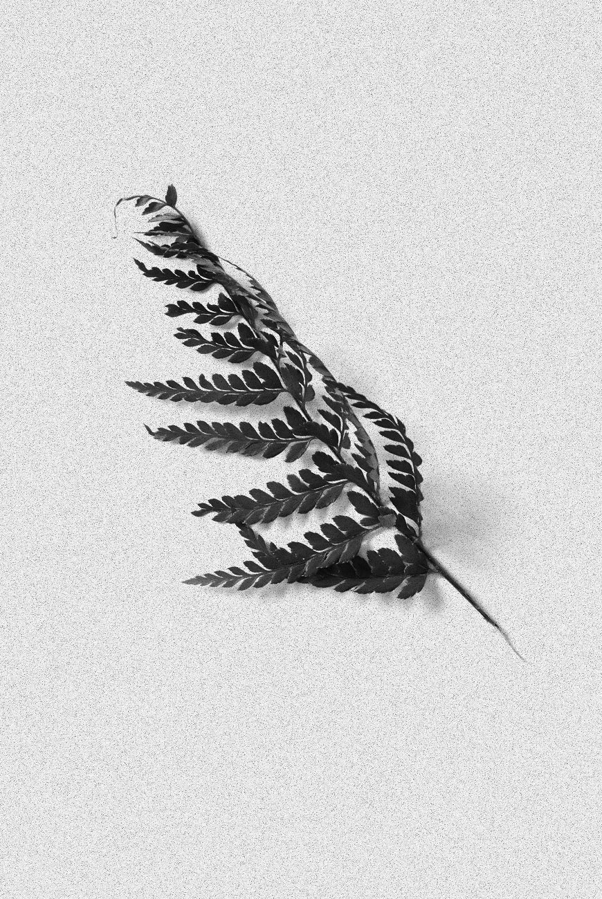 Cedarleaf Candle – Bordan