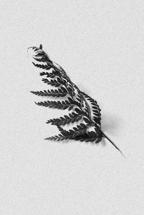 Cedarleaf Candle – Bordan