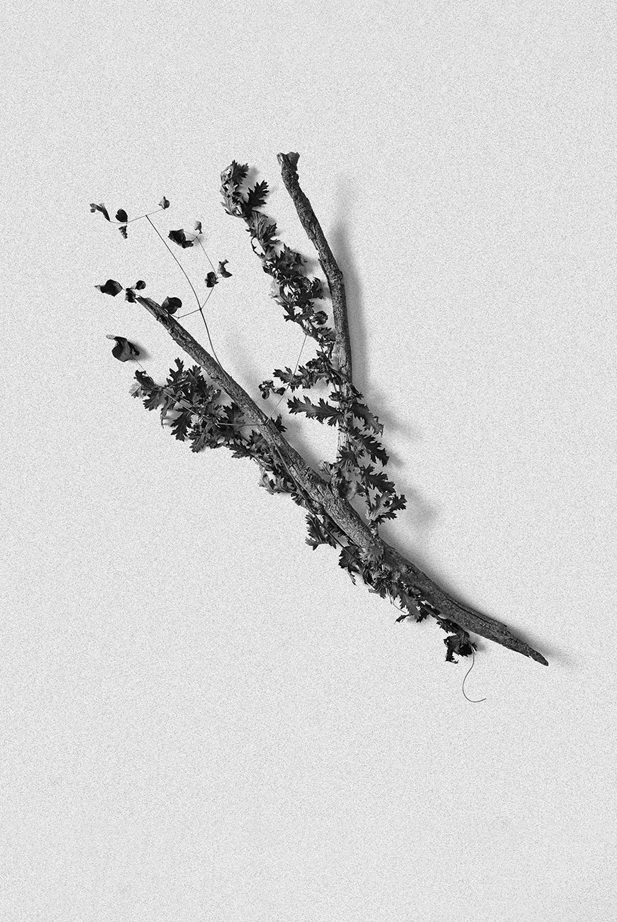 Hinoki Candle – Bordan