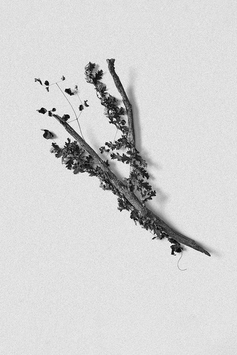 Hinoki Candle – Bordan